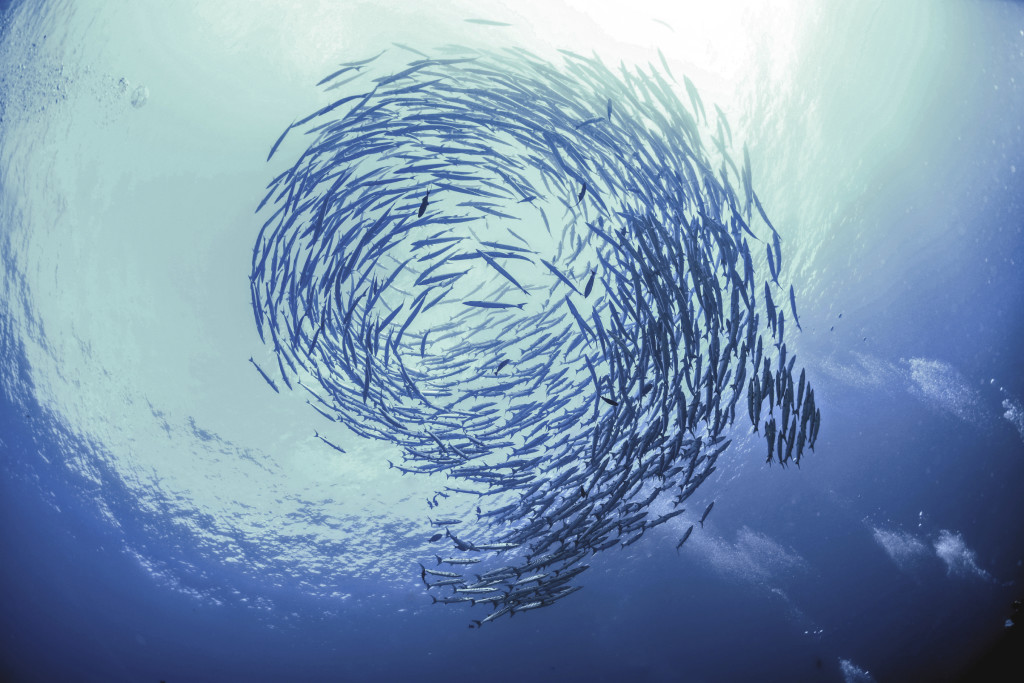 How to stay in focus - School of Herring